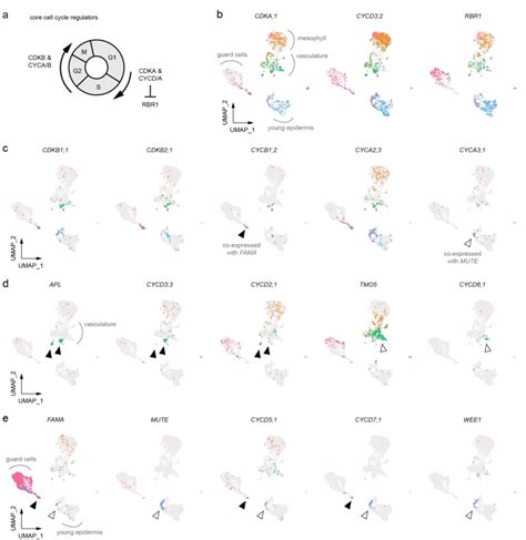 Cell Cycle Regulators Exhibit Distinct Yet Overlapping Expression Download Scientific Diagram