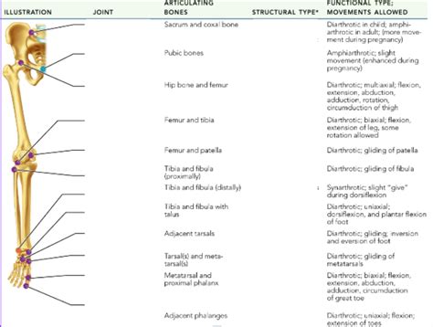 Structural And Functional Characteristics Of Body Joints P3 Diagram