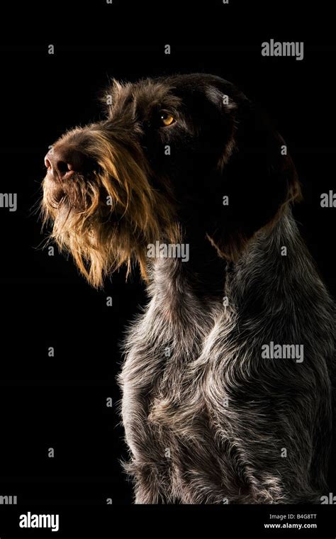German Wirehaired Pointer Stock Photo Alamy