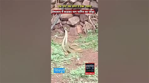 सड़क किनारे नाग नागिन का प्रेमालापदेखने के लिए जुटे लोग Youtube