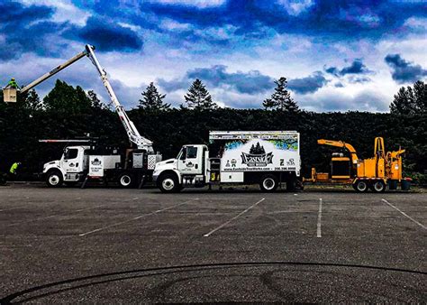 Seattle Tree Service Arborists Eastside Tree Works