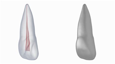 Human Upper Left Central Incisor Tooth With Pulp Cavity 3d Model By