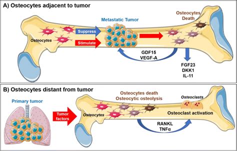 Schematic Representation Of Tumor Osteocyte Interactions A Osteocytes