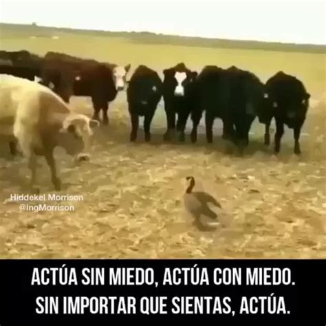 Hiddekel Morrison On Linkedin ActÚa