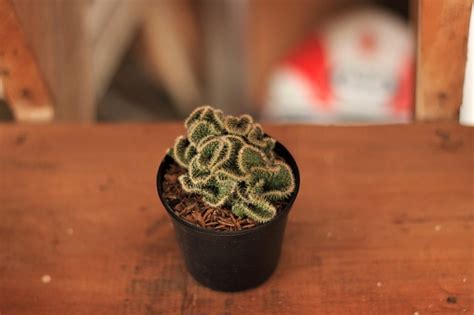 브라운 우드 배경이 있는 화분속의 미니 선인장 즙이 많은 알로에 베라 0명에 대한 스톡 사진 및 기타 이미지 0명 기념품 꽃 나무 Istock