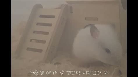 봉지 햄스터 의 마음 일기 ️1화 주인넘아 얘데리고가 Youtube