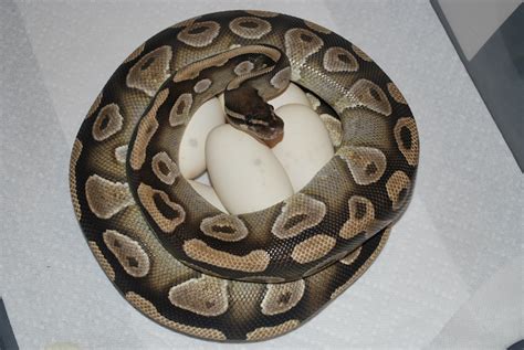 Breeding Python Regius World Of Ball Pythons