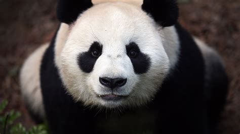 熊猫4k图片壁纸 动物静态壁纸 静态壁纸下载 元气壁纸