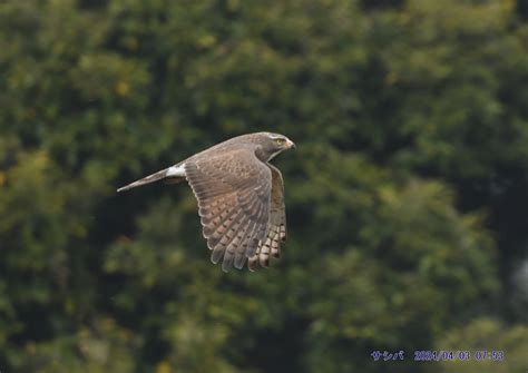 サシバ アッチャンの鳥見