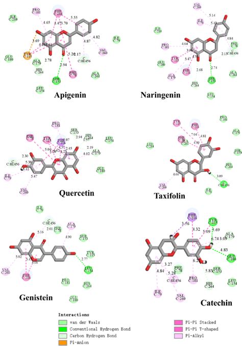 The Molecular Interactions Of Typical Flavonoids With Lipase Simulated Download Scientific