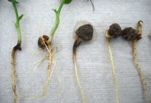Pythium Root Rot Task Force