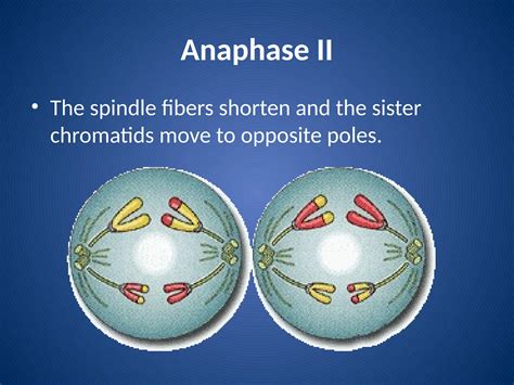 Science Cell Division Mitosis Meiosis Ppt Pptx