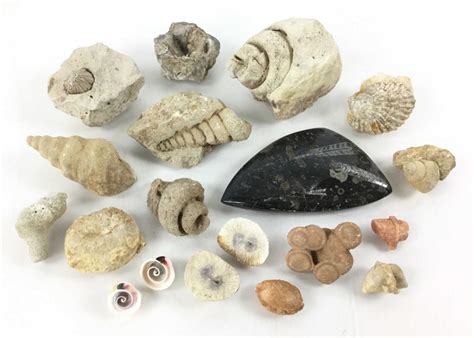 Lot Assorted Fossils W Shells