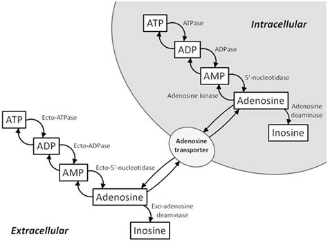 Frontiers The Role Of Atp In Sleep Regulation