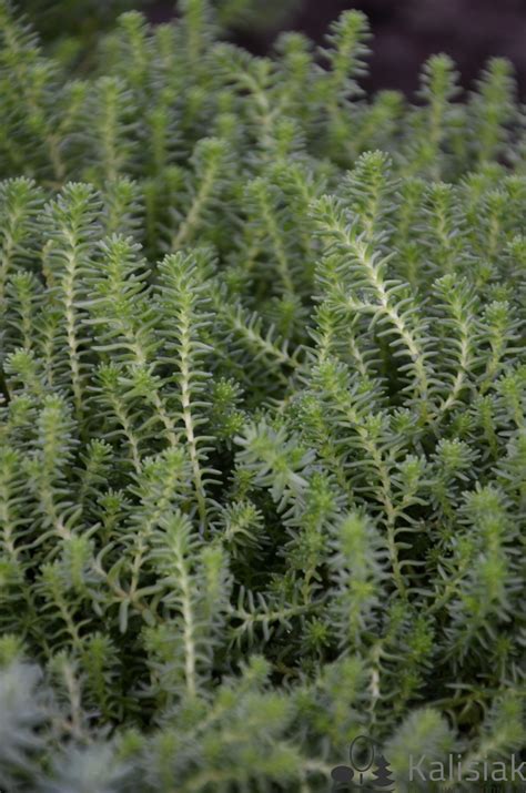 Sedum Sexangulare Rozchodnik Sześciorzędowy