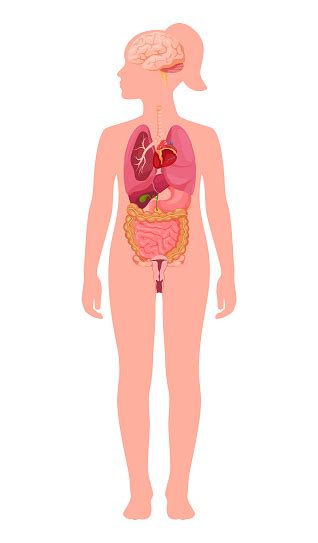 교육 목적으로 시각적 해부학 적 그림으로 장기와 시스템을 묘사 한 소녀의 내부 구조 건강관리와 의술에 대한 스톡 벡터 아트 및 기타 이미지 건강관리와 의술 건축물