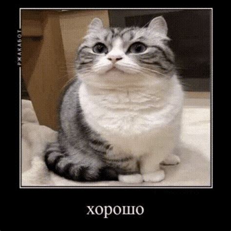 Pokemon Cat  At Gilberto Morales Blog