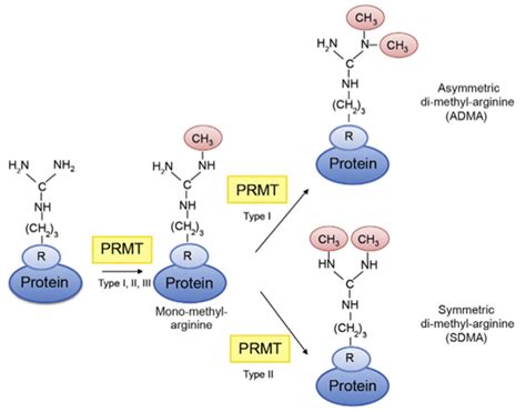 Arginine Methylation A Novel Post Translational Modification That
