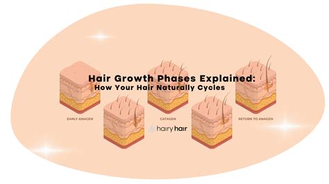 Hair Growth Phases Explained How Your Hair Naturally Cycles Hairy Hair