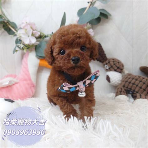 哈柔寵物犬舍泰迪紅貴賓 小白故事 幼犬貓買賣知識分享 合法寵物店