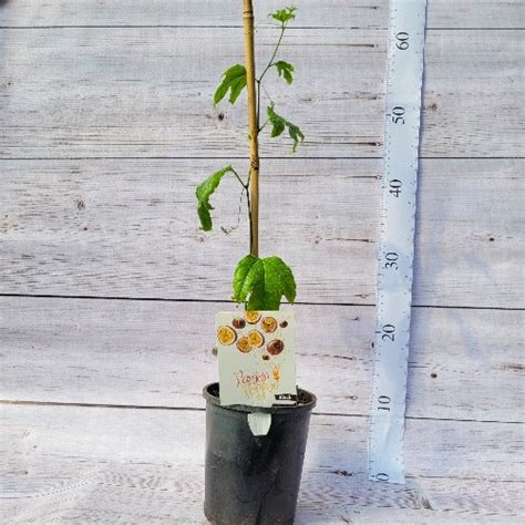 Grafted Black Passionfruit Plants Direct Tas
