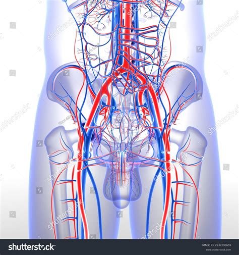 인체혈관해부의학자료 스톡 일러스트 2237290659 Shutterstock