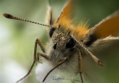 Small Skipper Butterfly [oc] Scrolller