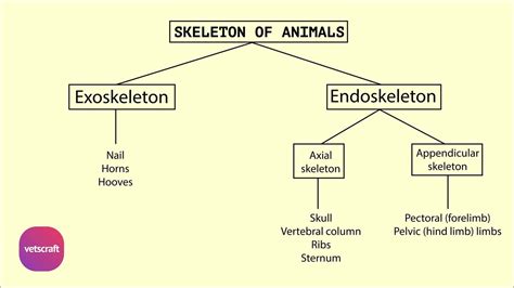 Appendicular Skeleton Of Animals Pectoral And Pelvic Limbs