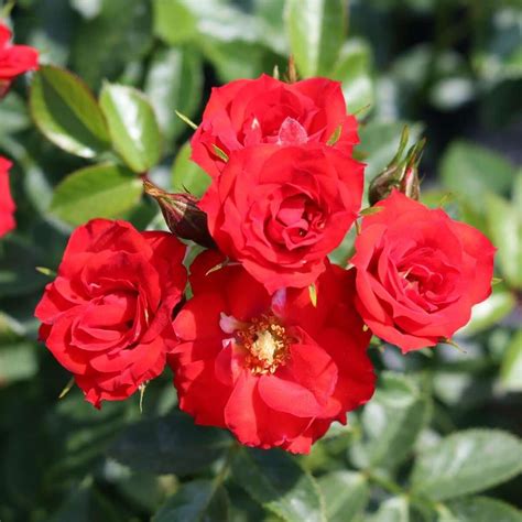 Ruby Wishes Celebration Rose 55ltr Potted Henry Street Nursery