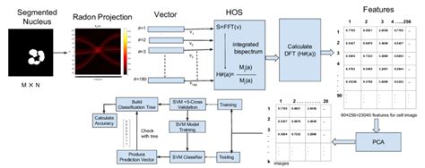 Flowchart Of WBCs Classification Process Includes Segmentation Of