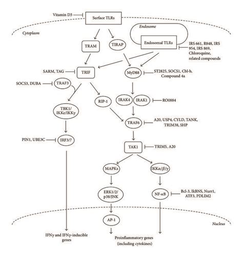 Tlr Signalling Inhibitors The Regulation Of Tlr Signalling Has Been