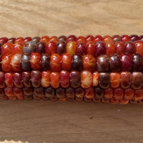 Supai Red Parching Mais Alte Indianersorte Gestreifte Körner