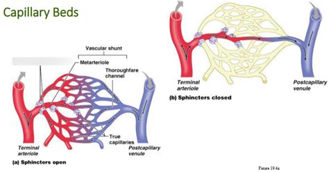 Capillary Beds Diagram Quizlet