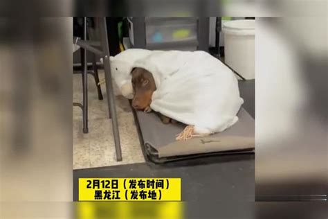 带狗子去商场挑被子狗子挨个试睡了一遍