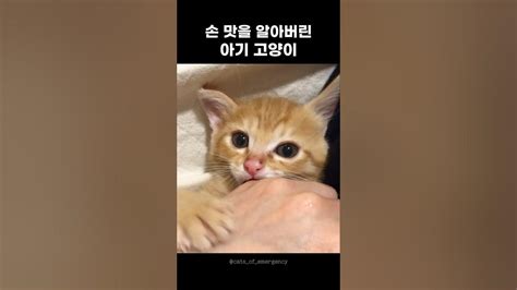 집사 참교육하는 아기고양이 Youtube