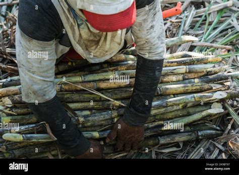 Top View Of A Latin Peasant Sugar Cane Farmer Collecting The Raw