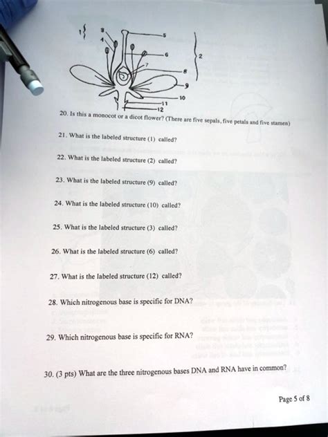 Solved Monorol Ut 4 Dicot Flower Thete Nre Five Scpals Five Pctals And Fivc Slamen What The