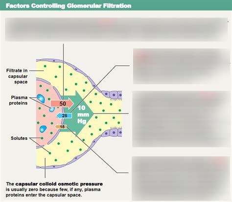 Lecture Exam III Diagram Quizlet Lecture Exam III Diagram Quizlet