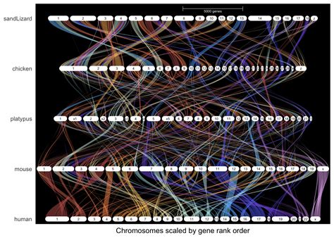 Genespace优雅的绘制基因组共线性图 腾讯云开发者社区 腾讯云