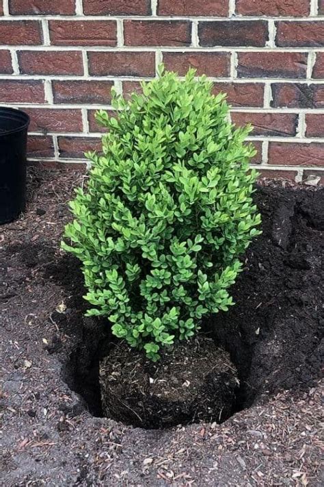 12 Best Low Maintenance Evergreen Shrubs For Front Of House In 2022 Front Yard Garden Design