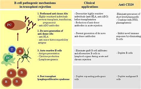 Transplantation It May Take Two To Tango And To Treat Martin