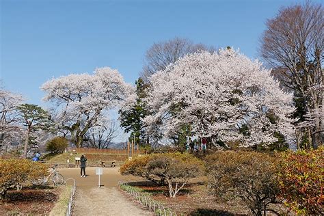 沼田公園 群馬県沼田市西倉内町のお花見スポット