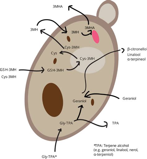他们的劳动成果：啤酒发酵过程中酵母的生物转化反应 Applied Microbiology And Biotechnology X Mol