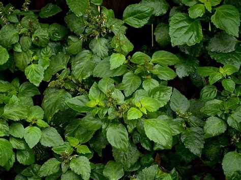 Amazing Benefits And Uses Of Patchouli Oil