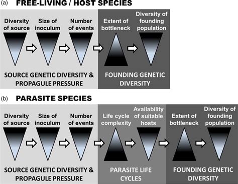 Theoretical Schematic For The Differences In A Hosts And B Download Scientific Diagram
