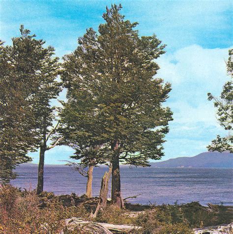 Nothofagus Pumilio Wikimedia Commons