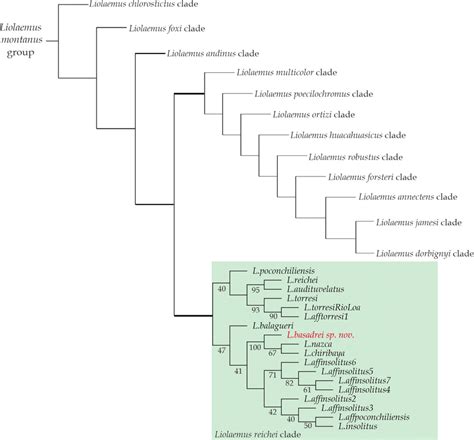 Phylogenetic Tree Obtained For The New Species Download Scientific Diagram