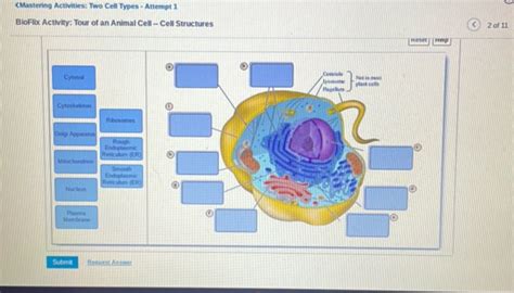 CMastering Activities Two Cell Types Attempt StudyX