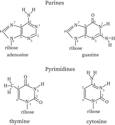 Cytosine Lewis Structure My Xxx Hot Girl
