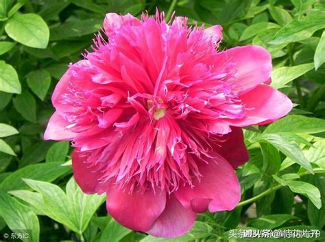 五律毛毛花圃習作 每日頭條